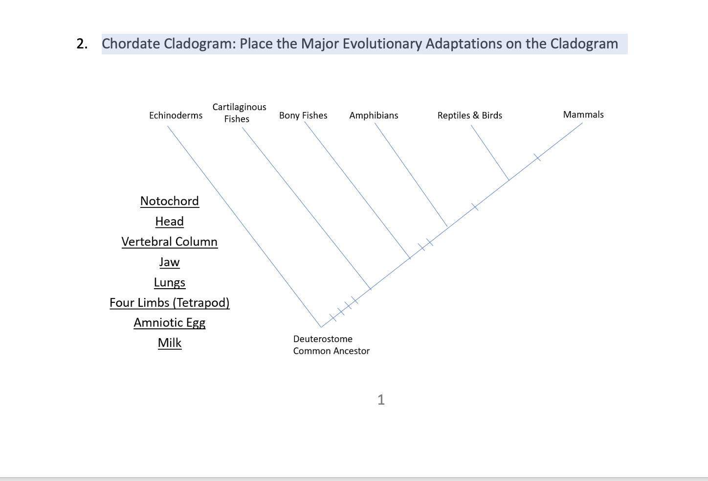 Solved 2. Chordate Cladogram: Place the Major Evolutionary | Chegg.com