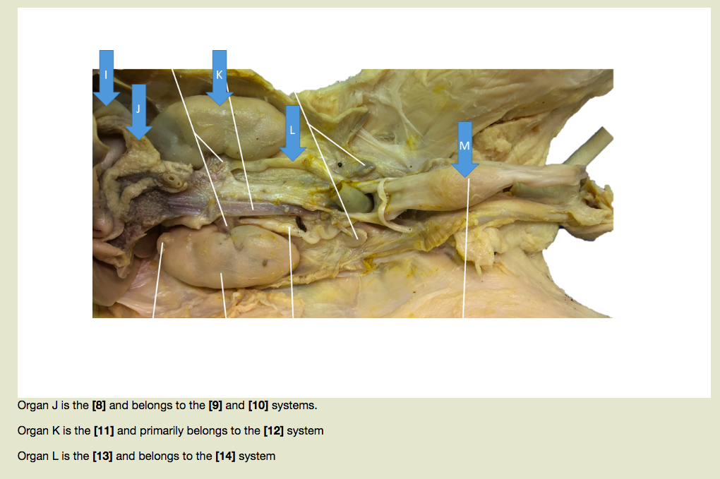 Solved Identify the organ name and system(s) to which it | Chegg.com