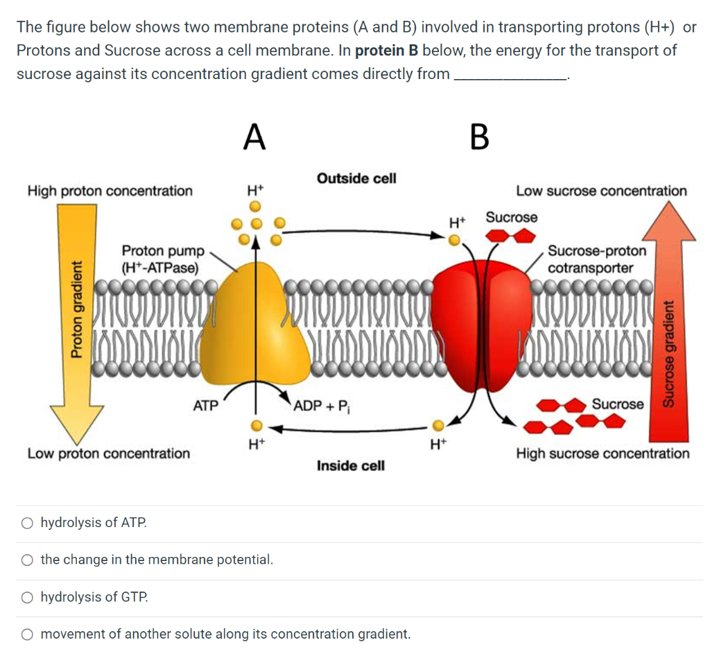 Solved The propagation of an action potential along the | Chegg.com
