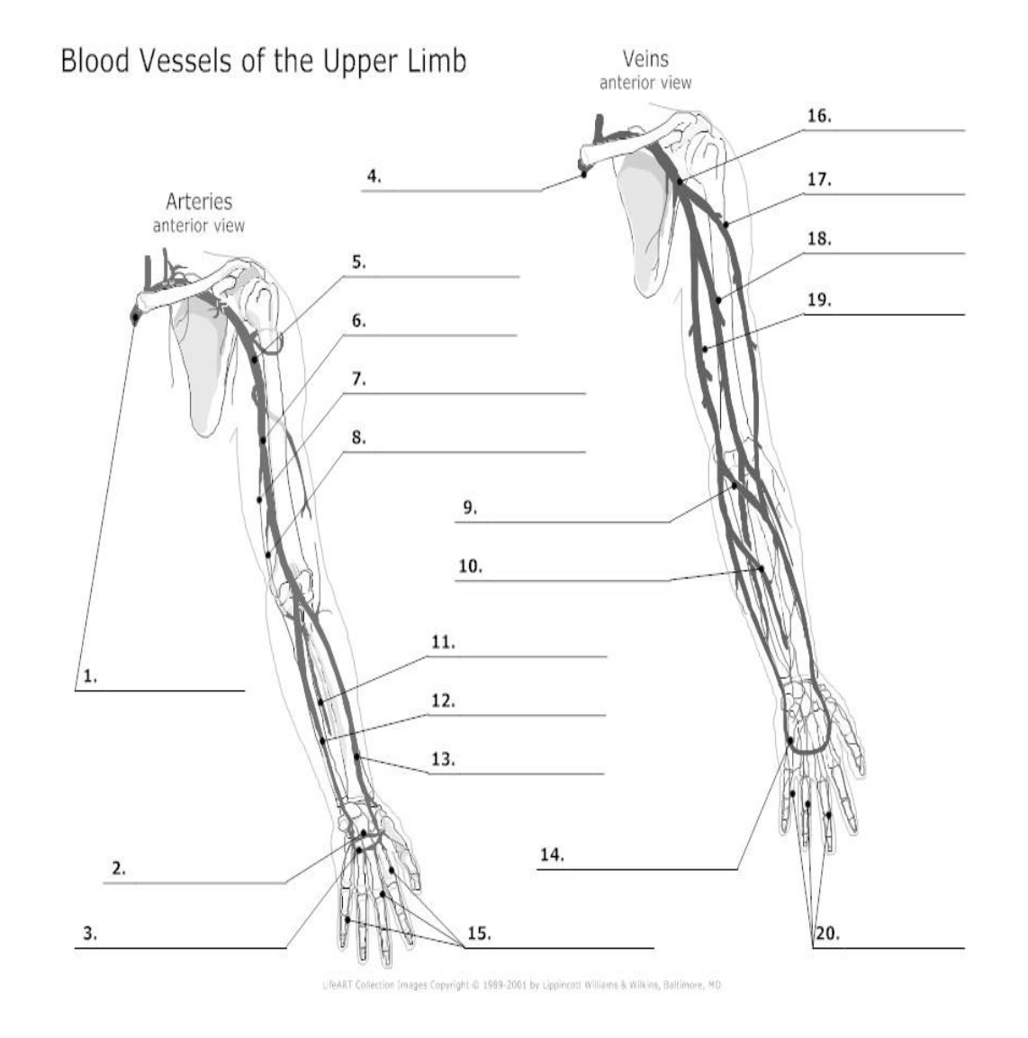 Solved Blood Vessels of the Upper Limb Veins anterior view | Chegg.com