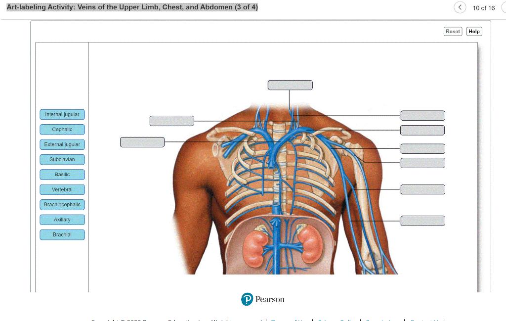 Solved Art-labeling Activity: Veins of the Upper Limb, | Chegg.com