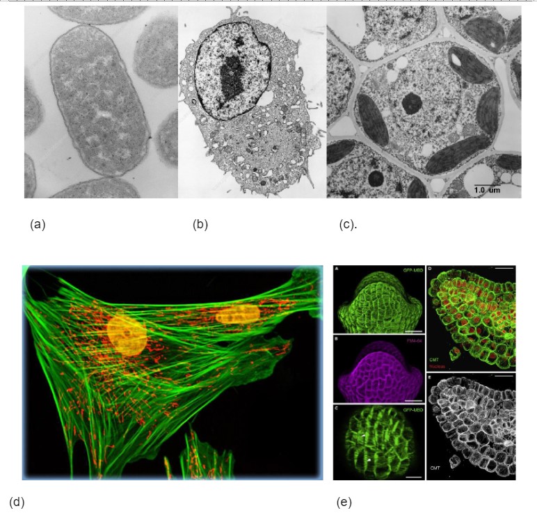 Solved I want to know about the name and functions / | Chegg.com