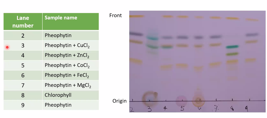 Solved i) Describe how Pheophytin migrates relative to | Chegg.com