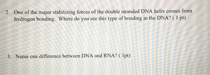 Solved 2. One of the major stabilizing forces of the double | Chegg.com