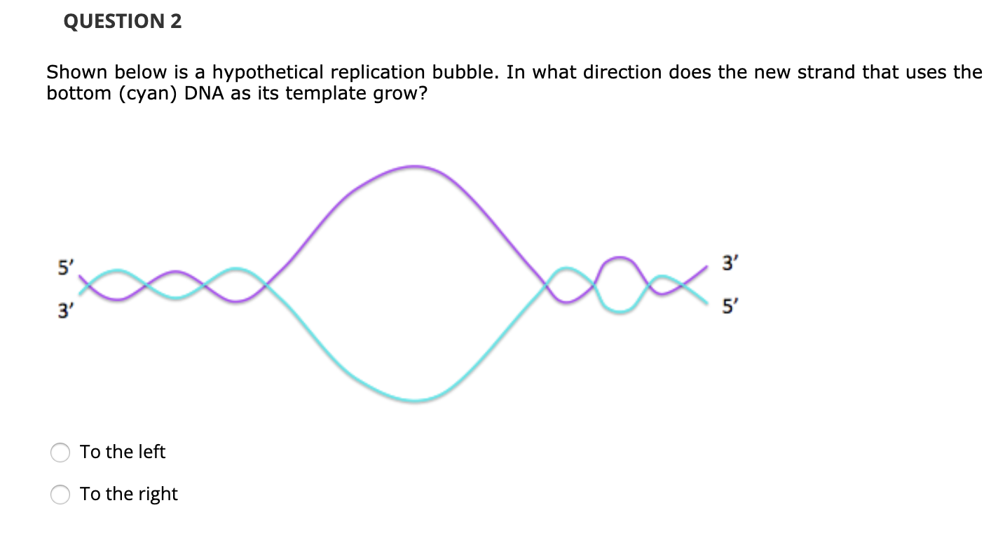 Solved QUESTION 2 Shown below is a hypothetical replication | Chegg.com