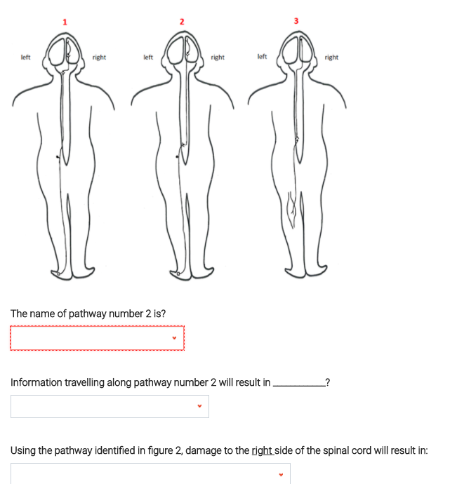Solved 3 left right left right left right The name of | Chegg.com