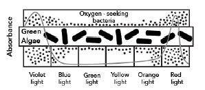 Solved 2. In 1882, Theodor W. Engelmann carried out an | Chegg.com