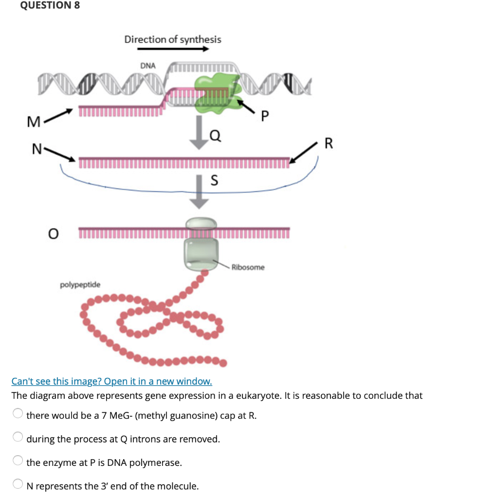 Solved QUESTION 8 Direction of synthesis DNA M T | Chegg.com