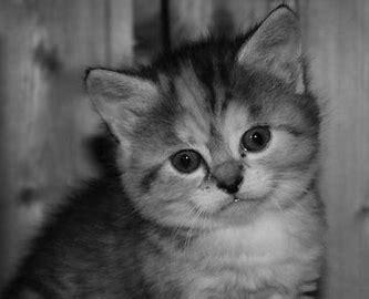 Solved using MATLAB code, find the edge detection for image | Chegg.com