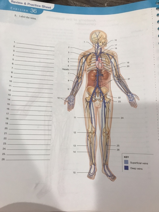 Solved Review & Practice Sheet Exercise 2· Label the veins. | Chegg.com