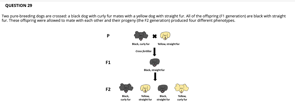 What Is The Difference Between F1 And F2 Puppies