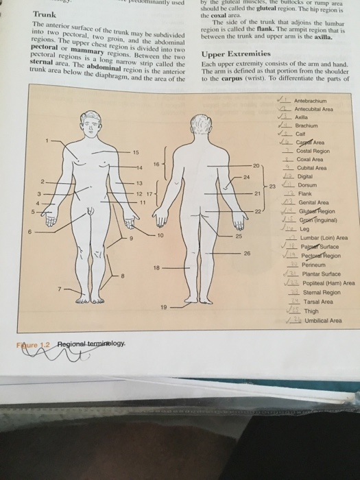 Solved The anterior surface of the trunk may be subdivided | Chegg.com