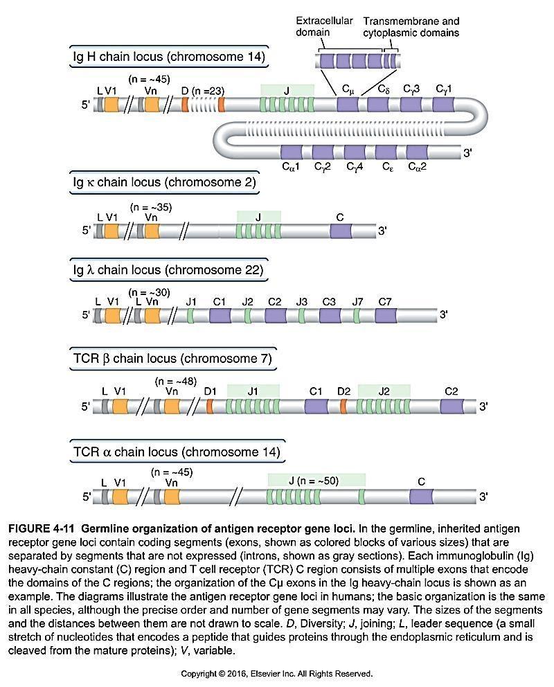 Solved 6. This image shows the λ light chain gene and the | Chegg.com
