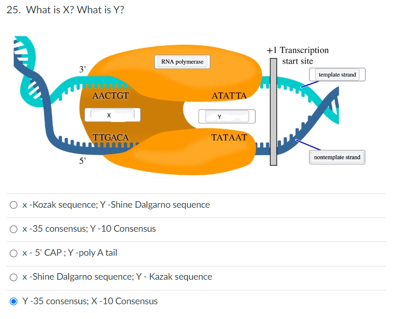 Solved 25. What is X ? What is Y ? x-Kozak sequence; Y-Shine | Chegg.com Solved 25. What is X ? What is Y ? x-Kozak sequence; Y-Shine | Chegg.com