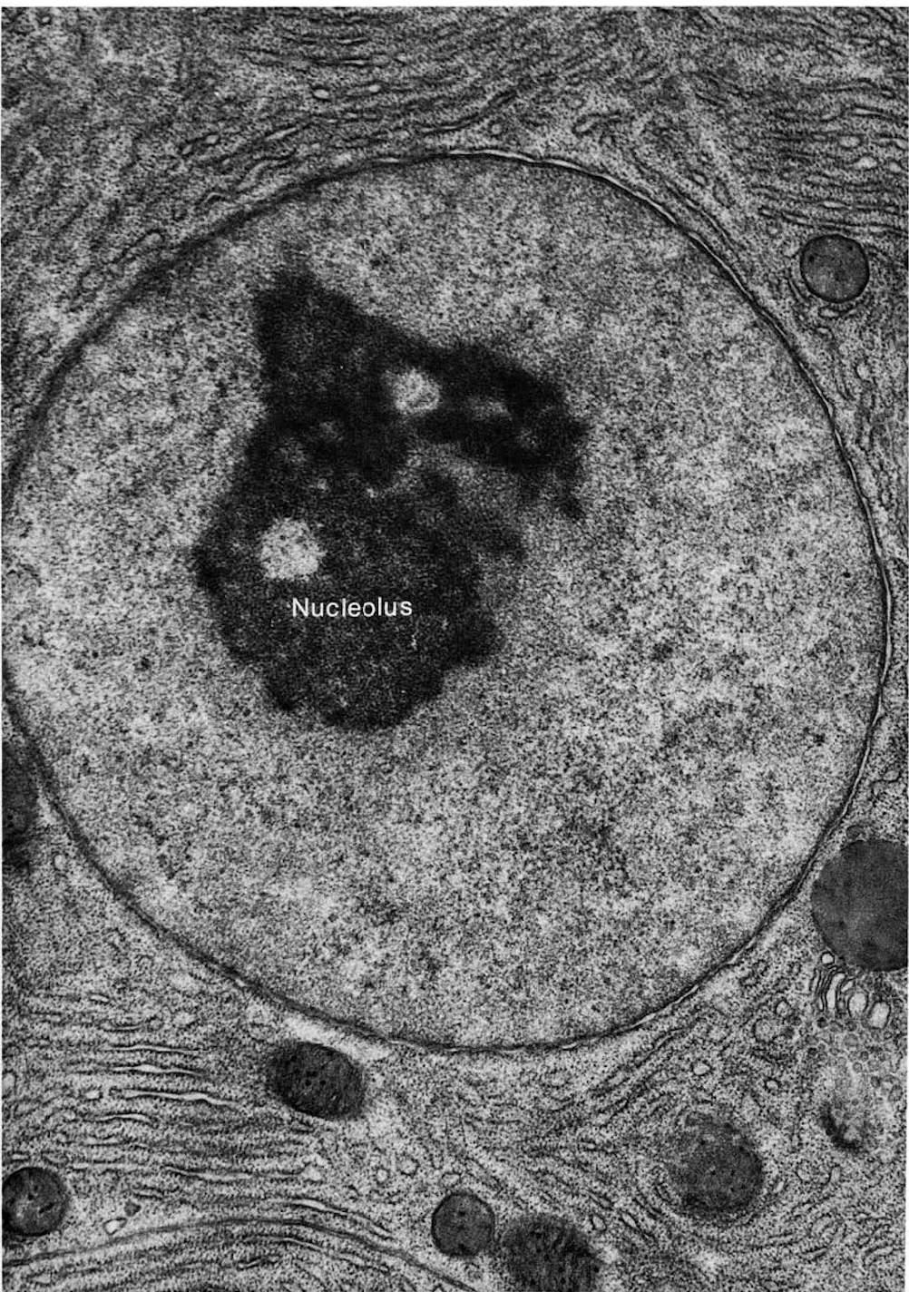 Nucleus Micrograph