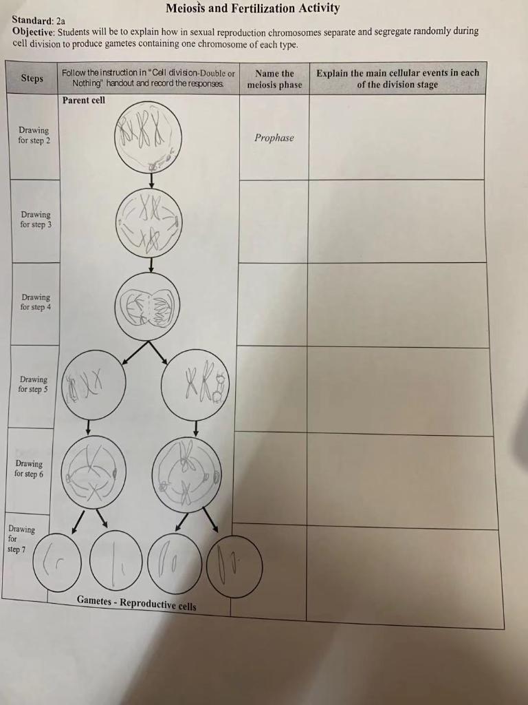 Solved Meiosis and Fertilization Activity Standard: 2a | Chegg.com