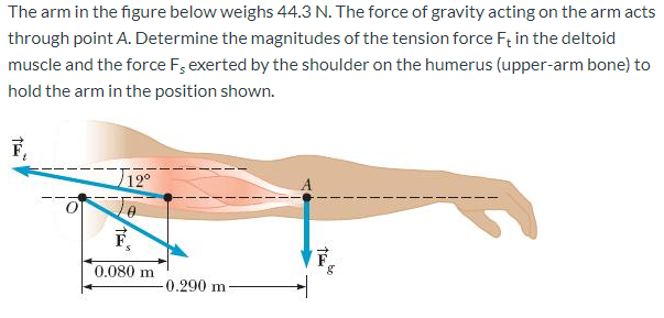 Solved The arm in the figure below weighs 44.3 N. The force | Chegg.com