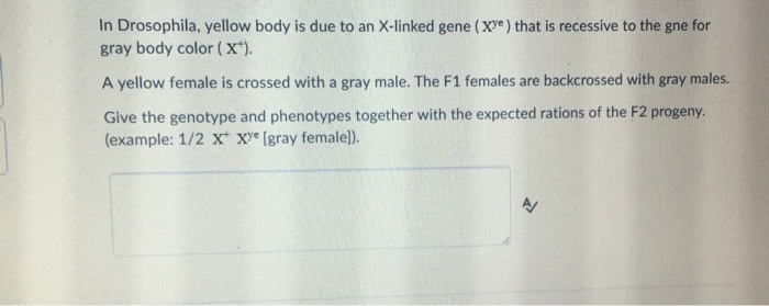 Solved In Drosophila, yellow body is due to an X-linked gene | Chegg.com