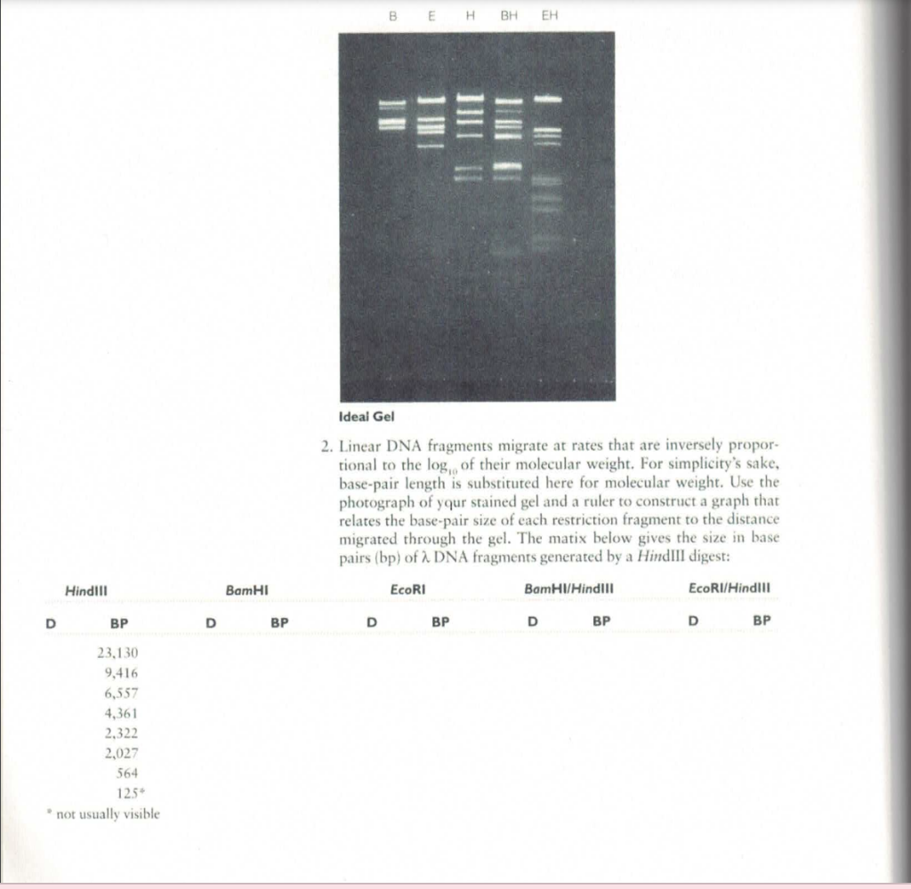 2. Linear DNA fragments migrate at rates that are | Chegg.com