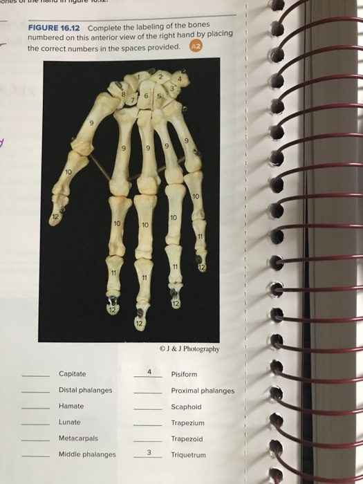 Solved FIGURE 16.12 Complete the labeling of the bones | Chegg.com