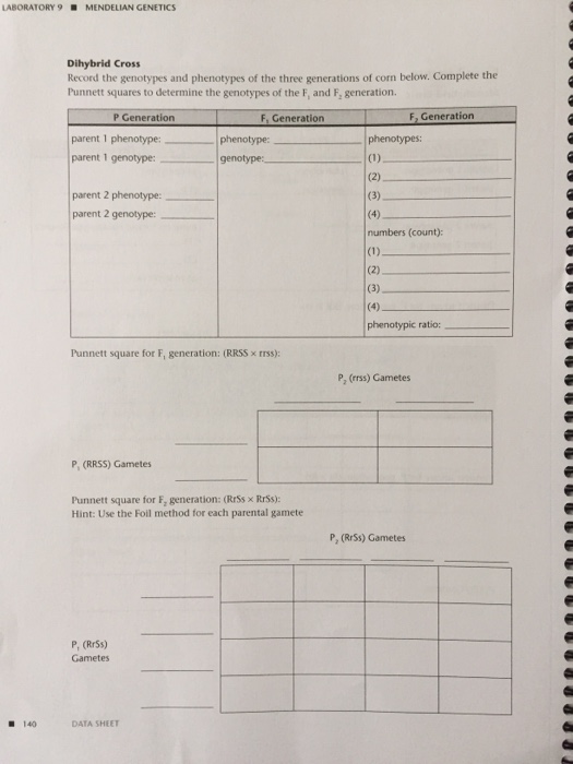 Solved LABORATORY 9 MENDELIAN GENETICS Corn Mounts | Chegg.com