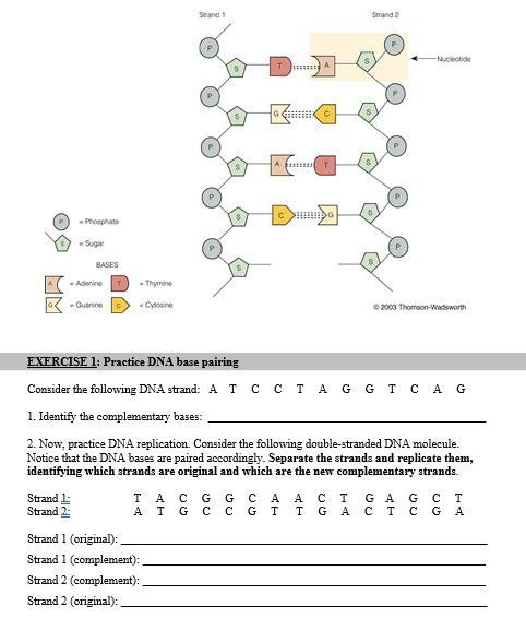 2. Now, practice DNA replication. Consider the | Chegg.com