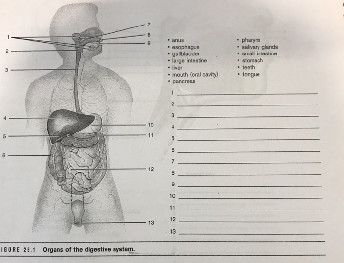 Solved Organs of the digestive system. anus esophagus | Chegg.com