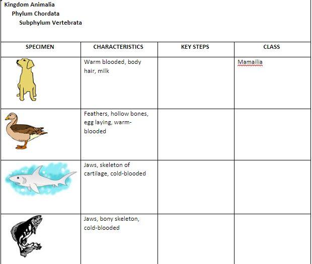 Solved Using the dichotomous key provided, identify the | Chegg.com