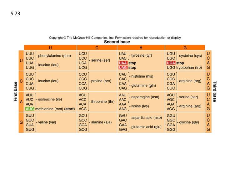Solved Will thumbs up! Using the codon chart provided | Chegg.com