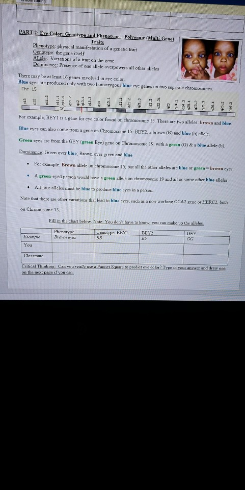 PART 2: Eye Color: Genotype and Phenotype Polygenic | Chegg.com