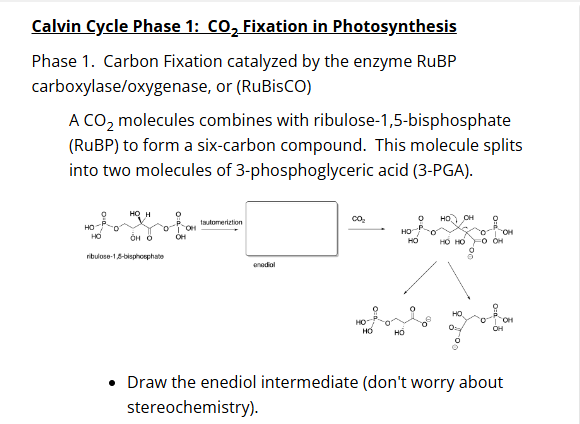 Solved by an EXPERT Calvin Cycle Phase 1: CO_(2) ﻿Fixation in | Chegg.com