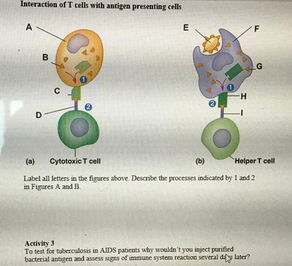 Solved Interaction of T cells with antigen presenting cells | Chegg.com