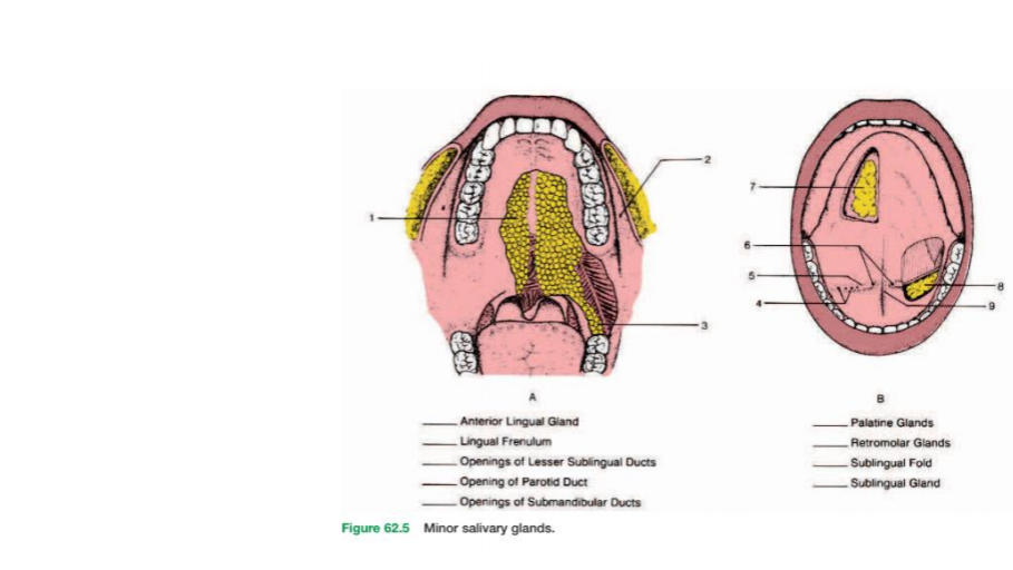 Solved 1 Anterior Lingual Gland Lingual Frenulum Openings of | Chegg.com