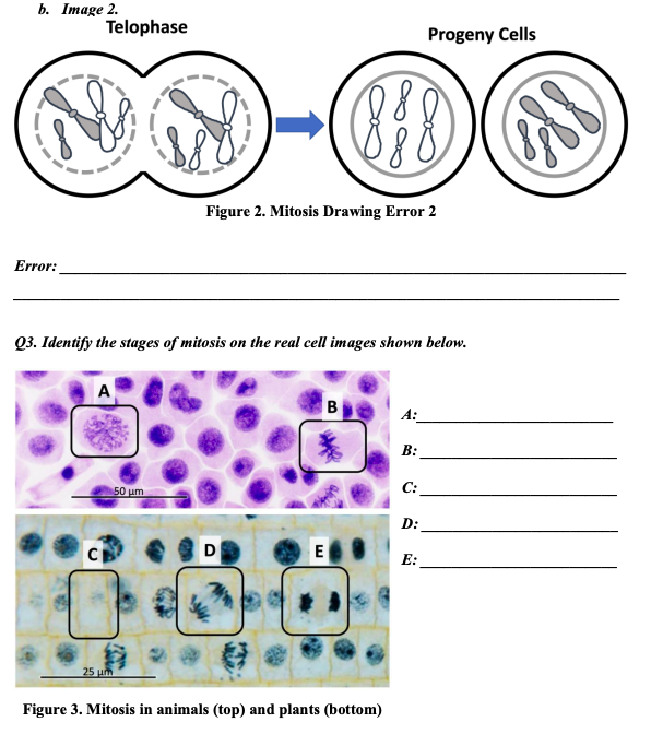 Solved Q2. Identify the errors in the mitosis cell cycle | Chegg.com
