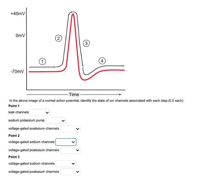 Solved In the above image of a normal action potential, | Chegg.com