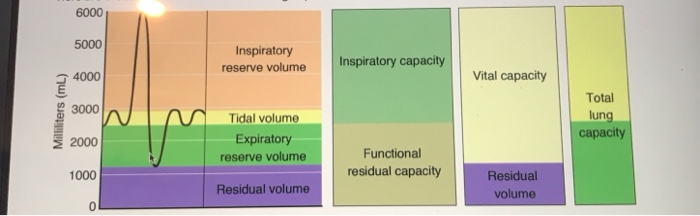 Solved Spirometry Draw the following and label all the | Chegg.com