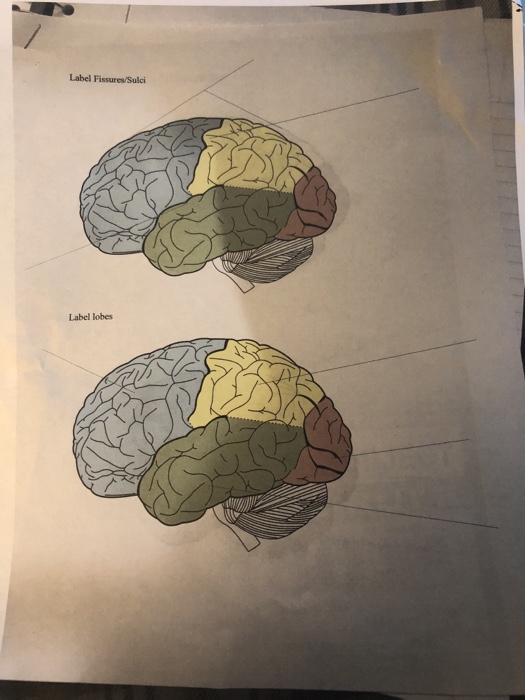 Solved Label Fissures/Sulci Label lobes | Chegg.com