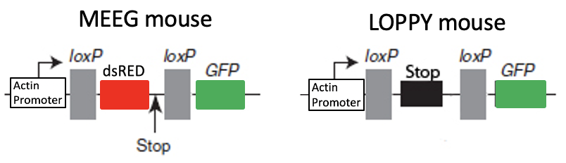 Solved With the addition of Cre, cells in the MEEG mouse | Chegg.com