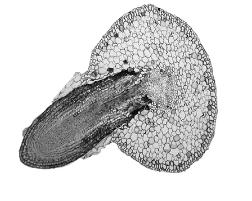 Solved What is the function of a lateral root? | Chegg.com