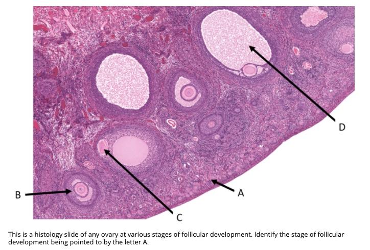 Ovarian Follicles Slide