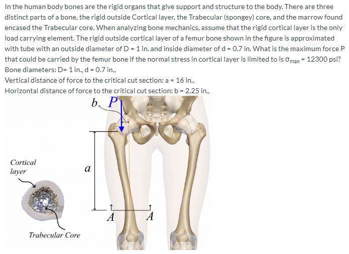 Solved In the human body bones are the rigid organs that | Chegg.com