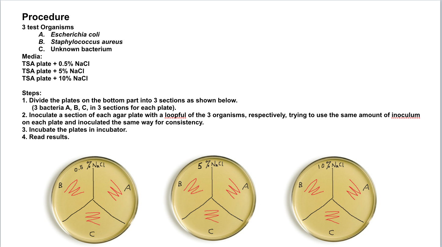 Solved Procedure 3 test Organisms A. Escherichia coli B. | Chegg.com