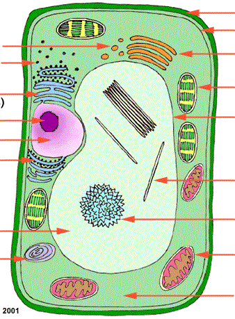 Plant Cell No Labels