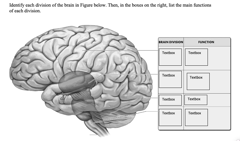 Solved Identify each division of the brain in Figure below. | Chegg.com