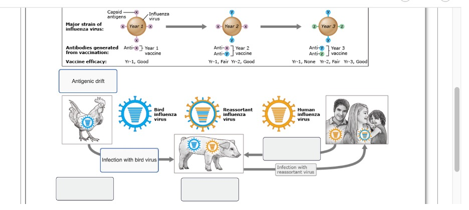 Solved The influenza virus is capable of rapid mutation, | Chegg.com