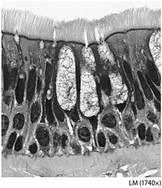 Solved The tissue pictured in this figure is: A.composed of | Chegg.com