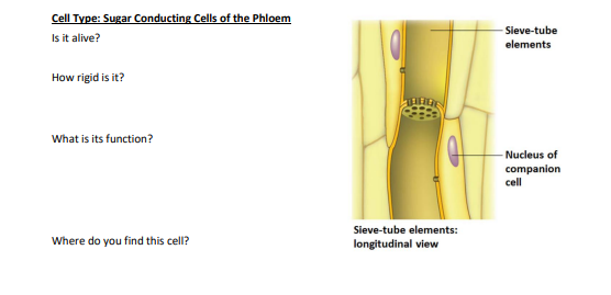 Solved Cell Type: Sugar Conducting Cells of the Phloem Is it | Chegg.com