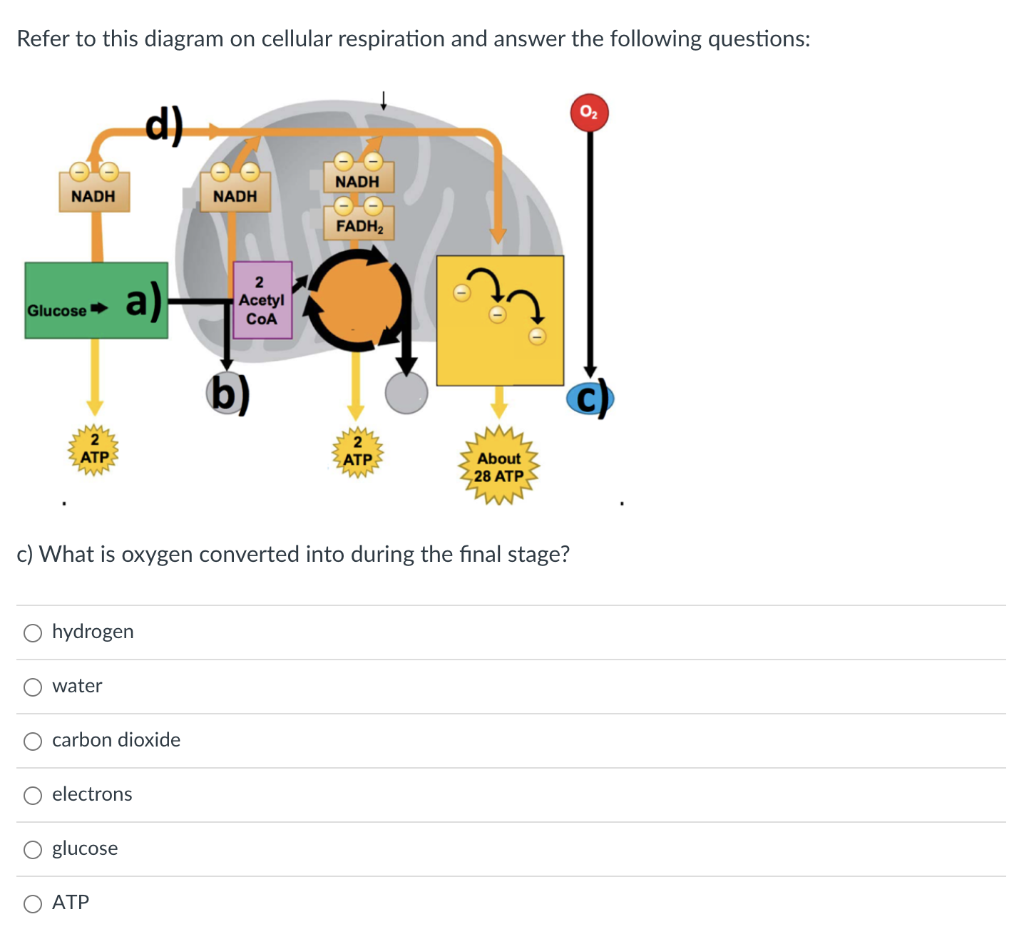 Refer to this diagram on cellular respiration and | Chegg.com