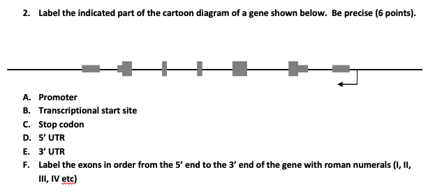 Solved 2. Label the indicated part of the cartoon diagram of | Chegg.com