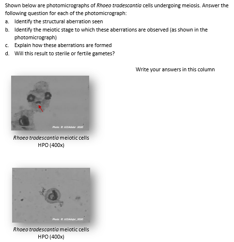 Solved Shown below are photomicrographs of Rhoeo | Chegg.com